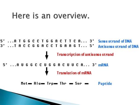 Science 10 Quarter 3 Dna Structure Ppt Ppt Programming Languages Computing