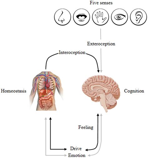 Tok Circle Article The Influences Of Emotion On Learning And Memory