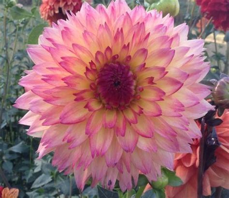 A Yellow Dahlia With A Shade Of Rose On The Outer Edge Introduced In