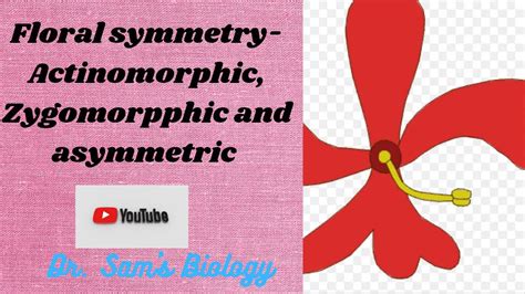 Floral Symmetry Actinomorphic Zygomorphic And Asymmetric Plant