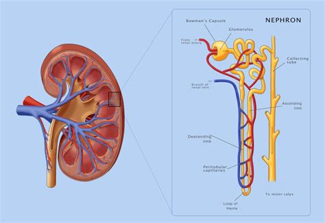 Renal Capsule Nephron