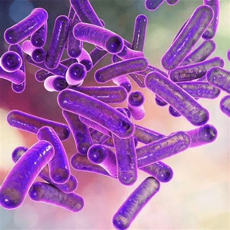 双十医典讲堂丨传染高发季，小心菌痢 食物 传播 污染