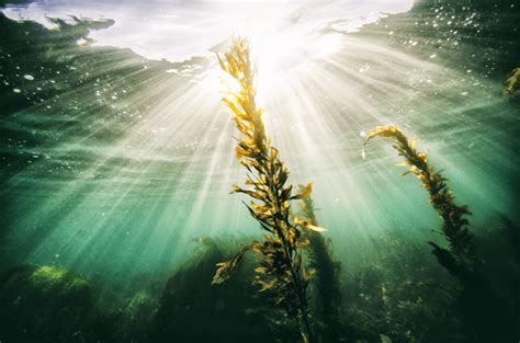 13 Benefits Of Seaweed For Skin World Spa Nyc
