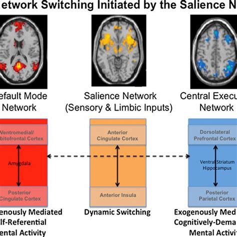 An Example Of A Model Of A Large Scale Network Involving Prefrontal Download Scientific Diagram
