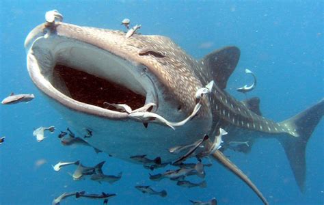 Китовая акула оказалась великой путешественницей новости сша рекорд