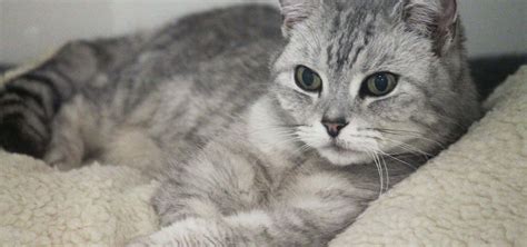 Home The Hyperthyroid Cat Centre Home The Hyperthyroid Cat Centre