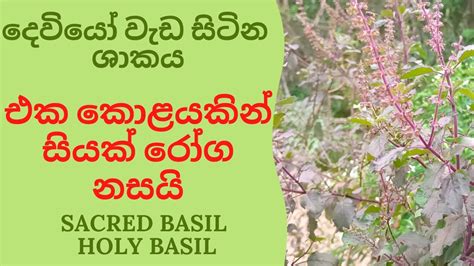 දෙවියෝ වැඩ සිටින ශාකය එක කොළයකින් සියක් රෝග නසයි දැකීමෙන් පවා මනස සැහැල්ලු කර නීරෝගීමත් කරයි