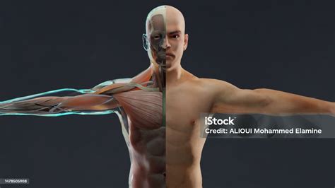 인간의 해부학 근육 장기 뼈의 3d 그림 크리에이티브 컬러 팔레트 및 디자이너 세부 정보 부품 표시 비정형 3d 렌더 3차원 형태에 대한 스톡 사진 및 기타 이미지 Istock
