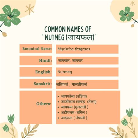 जायफल Jayfal — Herbal Arcade