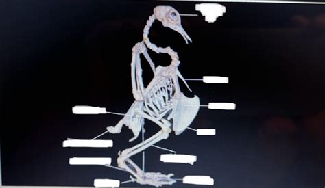 Bird Skeleton Diagram Quizlet
