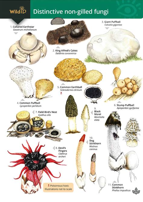 How Many Species Of Fungi Are There With Pictures 16 Common Types Of