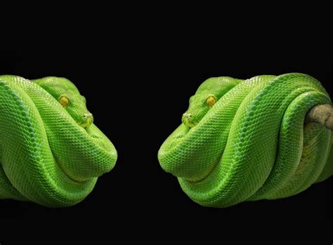 getting started with the deepl language translation api in python the