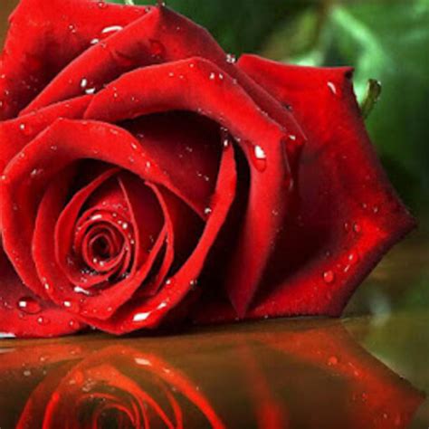 Nermeen Mohammed Al Hussein Bin Talal University Maan Ahu