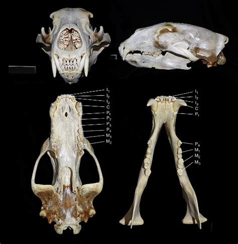 Figure 1 From Dental And Temporomandibular Joint Pathology Of The Polar