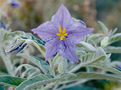 Invasive Plants Of Australia Invasive Weed 3 Silver Leaf Nightshade