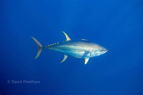 Yellowfin Tuna Swimming