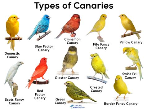 Canaries List Of Types Care As Pet Lifespan Pictures