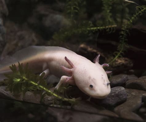 Axolotl Care Complete Guide For Beginners