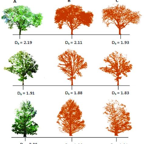 Structural Complexity Quantified With The Box Dimension Db Metric Of Download Scientific