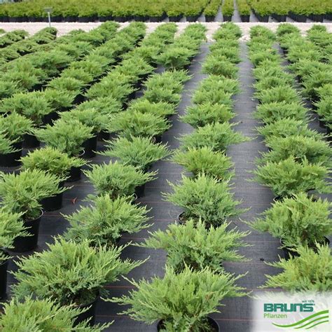 Juniperus Sabina Tamariscifolia Von Bruns Pflanzen