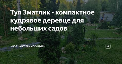 Туя Зматлик - компактное кудрявое деревце для небольших садов | Хвоя на ...