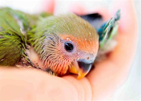 How Do I Know When A Parrot Is Ready To Wean Poodles And Parrots