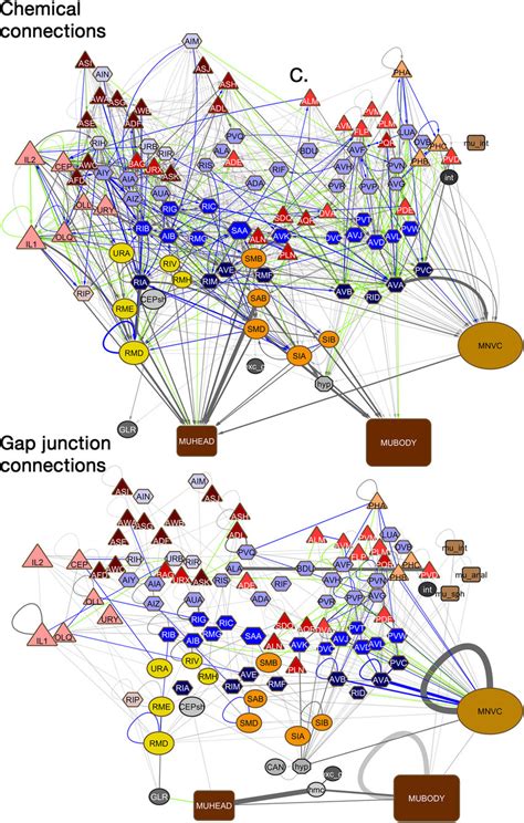 possible sex differences in connectivity between shared neurons are