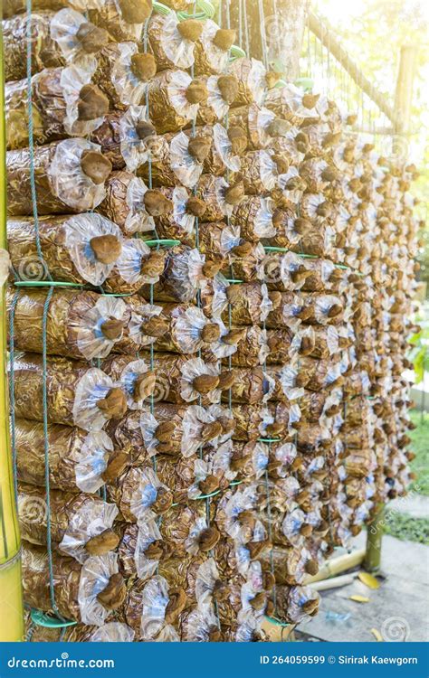 Oung Ganoderma Lucidum Mushroom Stock Image Image Of Lucidum