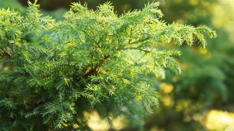 19 Arborvitae Types For Home Landscapes