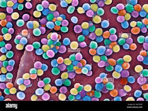 MRSA Bacteria Coloured Scanning Electron Micrograph SEM Methicillin