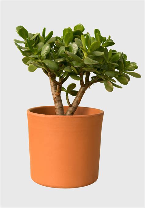Cuáles Son Las Plantas De Interior Para Oficina Con Poca Luz