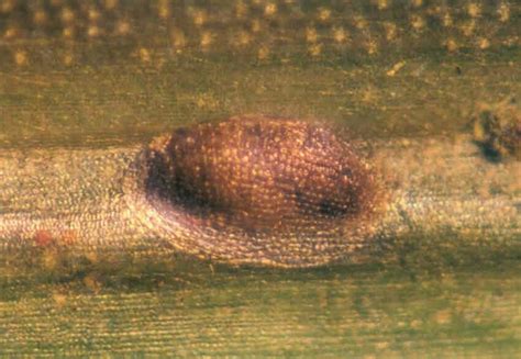 Stenoma Impressella Egg Deposited By The Female Solitary On The Upper
