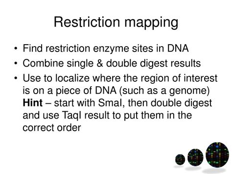 ppt restriction mapping and southern blotting made simple powerpoint
