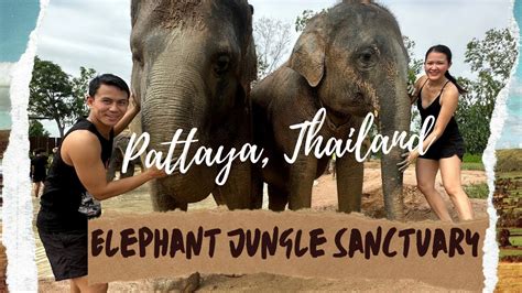 Pattaya Thailand Elephant Jungle Sanctuary Youtube