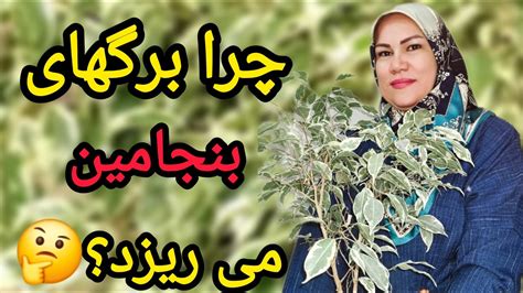 بنجامین چرا برگ‌هاش می‌ریزه؟جوابش اینجاست🤔رازهای مراقبت صحیح از گیاه
