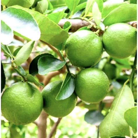 Jual Pohon Jeruk Nipis Okulasi Bibit Tanaman Pohon Buah Jeruk Nipis