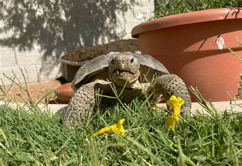 When You Adopt A Desert Tortoise Prepare For A Surprisingly Social And