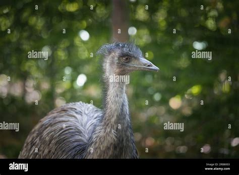 This Photo Shows An Emu That Lives In A Wildlife Park The Emu Is A