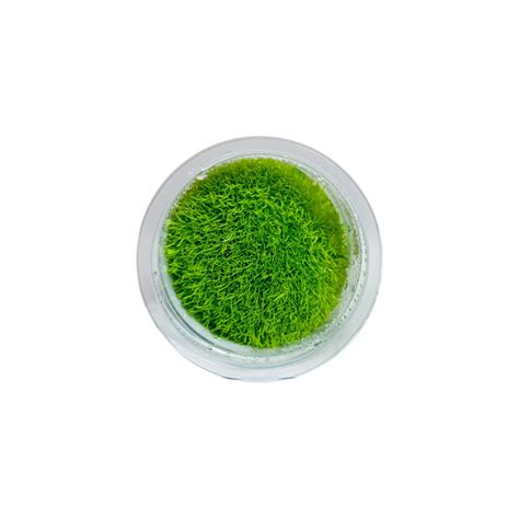 Utricularia Graminifolia For Sale Tissue Culture