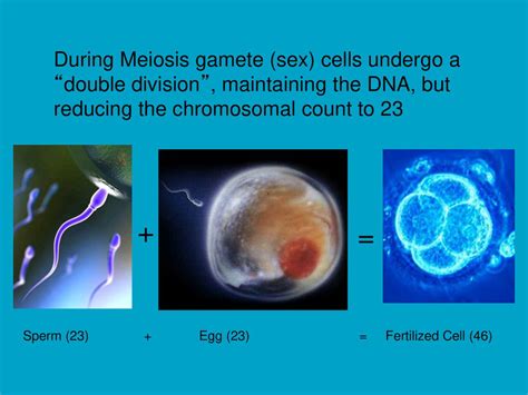 Cell Division Mitosis And Meiosis Ppt Download