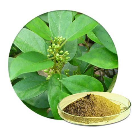 Gymnema Sylvestre Extract Powder At ₹ 800kg Ahmedabad Id