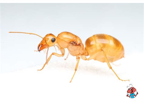 Camponotus Ca02 Care Guide The Ant Vault