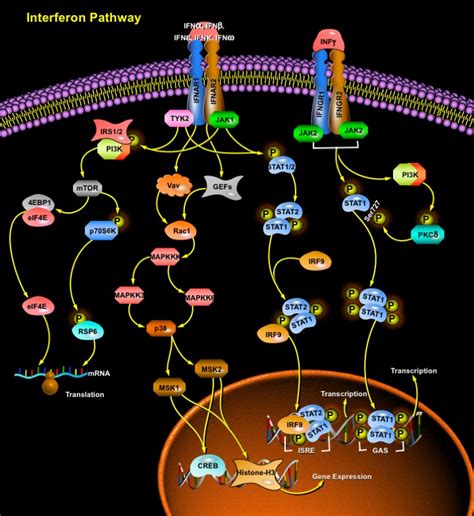 Interferonpathway迈德康纳 基础医学研究优质合作伙伴