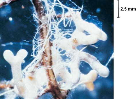 Mycorrhizaehtml 3610mycorrhizae
