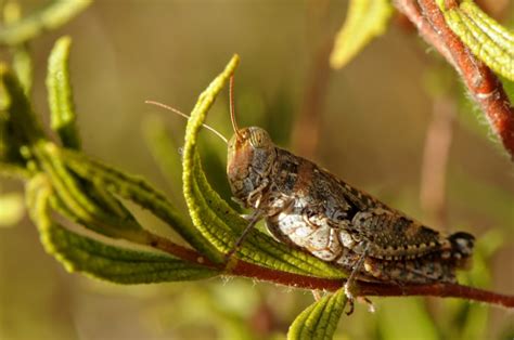 Corsica Insectsmarie France Grenouillet Wildlife Photographer