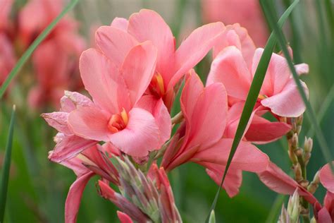 Canna Pink Picturethis