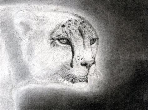Simple Realistic Cheetah Drawing