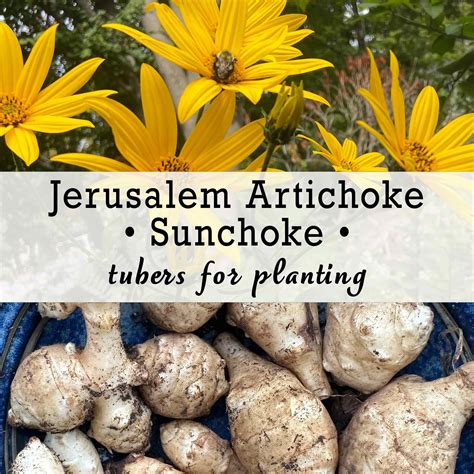 Jerusalem Artichoke Plant