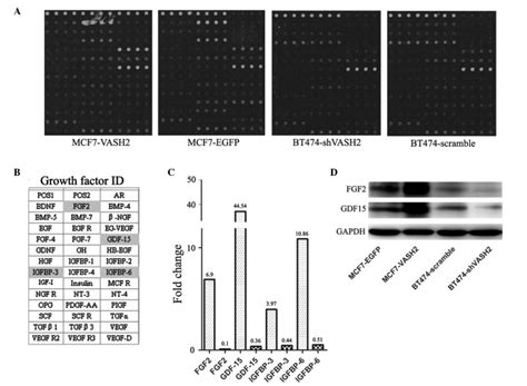 Human Growth Factor Array And Verification Of Positive Hits A Dots