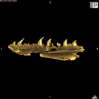 World S Oldest Snakes Discovered Daily Mail Online